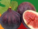 Benefits of Eating Figs | Why Should You Include Figs in Your Diet